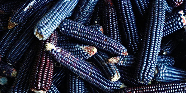 Come Saudable | O millo corvo