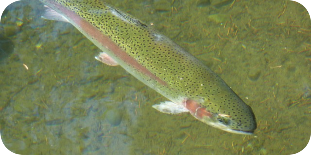 Come Saudable | La trucha, un pescado lleno de ventajas